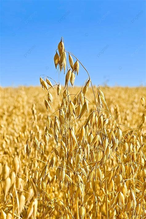 Oat Kernel Background Images Hd Pictures And Wallpaper For Free