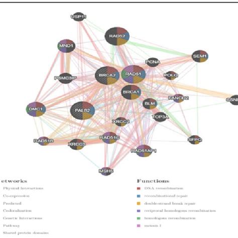 Biological Network Interaction Between Brca2 And Its Related Genes As