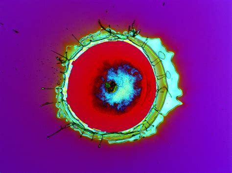 Beauty Of Laser Induced Damage Lidaris