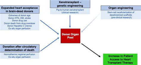 Xenotransplantation Organ Donor