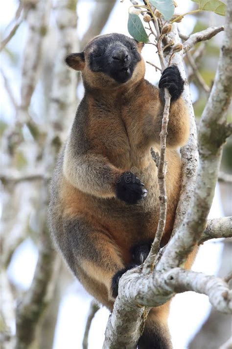 A Lumholtz S Tree Kangaroo Dendrolagus Lumholtzi Queensland
