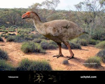 Gargano Giant Goose Image Buy Uchytel