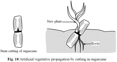 Artificial Vegetative Propagation Fun Science Artificial Vegetative Propagation Fun Science