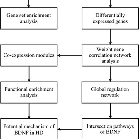 The Workflow Diagram Of The Present Study Hd Huntingtons Disease