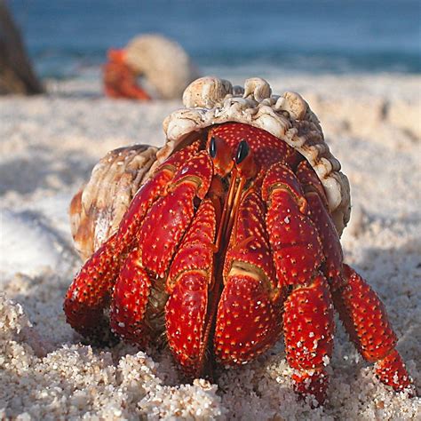 Hermit Crab No Shell