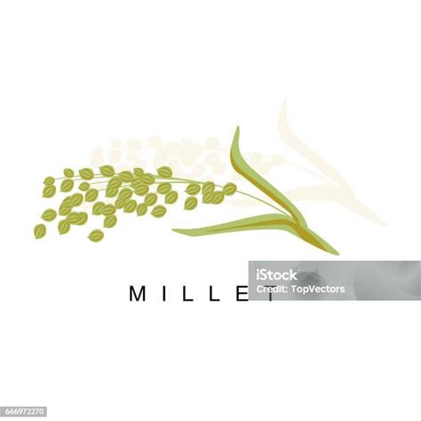 기장 귀 현실적인 시리얼 작물 식물 및 그것의 이름 Infographic 그림 0명에 대한 스톡 벡터 아트 및 기타 이미지