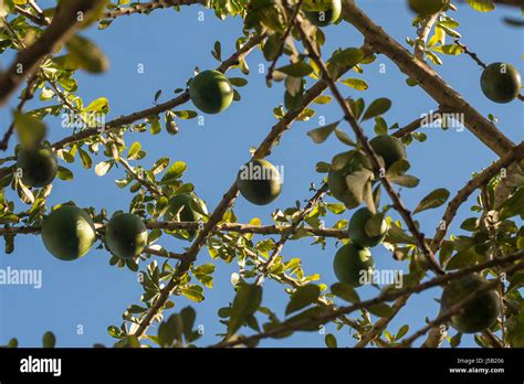 Balls On Tree Stock Photo Alamy