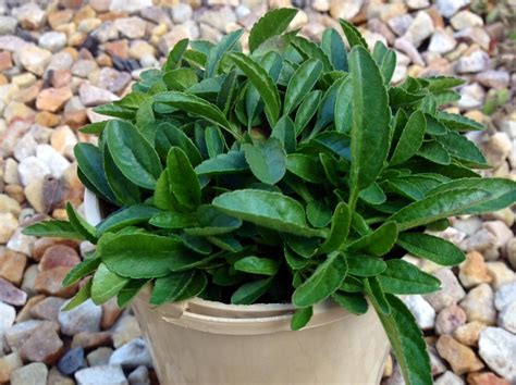 Veronica Spicata Wholesale Nursery Nurseries In Melbourne Sydney Brisbane Plantmark