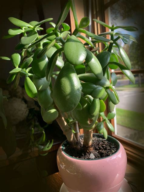 How A Houseplant Can Help My Jade Plant Jacki Roach Mba Posted On