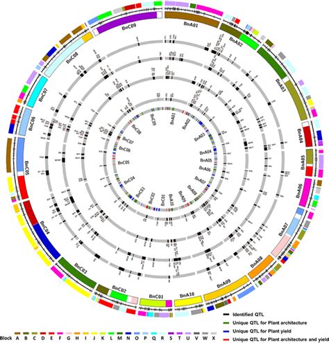 Mapping Quantitative Trait Loci Qtls For Pa Plant Architecture And