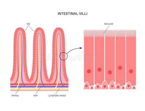 Anatomia Das Vilosidades Intestinais Ilustração Do Vetor Ilustração De Digestivo Biologia