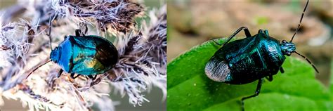 8 Types Of Stink Bugs Found In Oregon Id Guide Bird Watching Hq