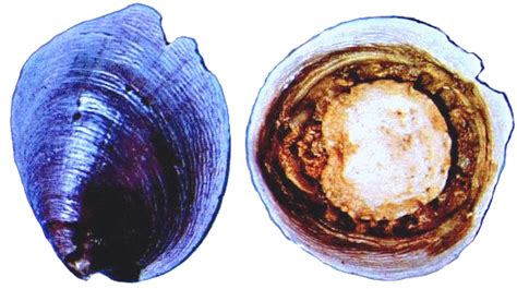 Monoplacophora Alchetron The Free Social Encyclopedia