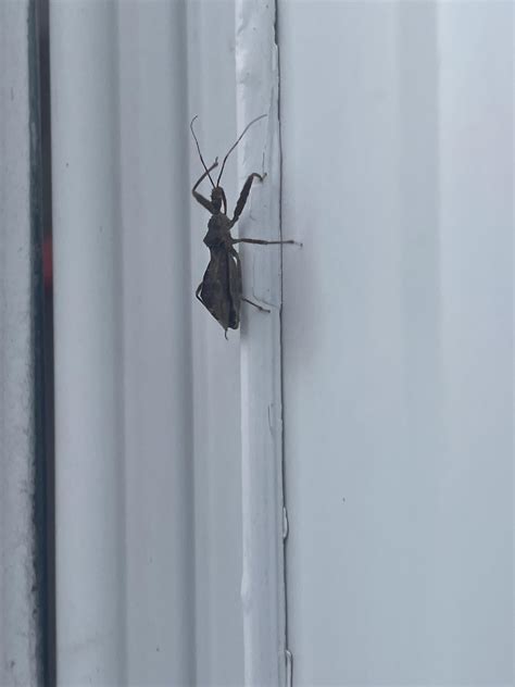 Assassin Bug Mn Usa Rwhatsthisbug