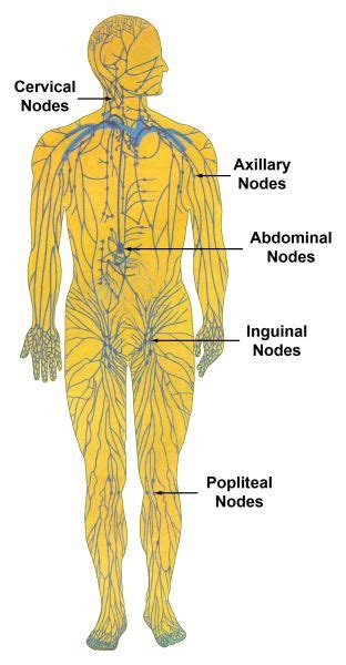 Swollen Lymph Nodes Leg