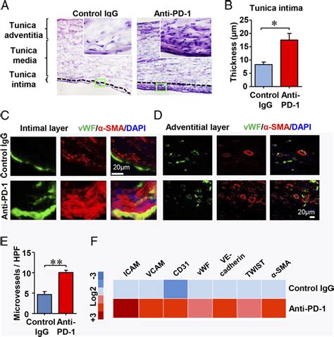 Pd 1 Blockade Aggravates Maladaptive Remodeling Of The Inflamed Download Scientific Diagram