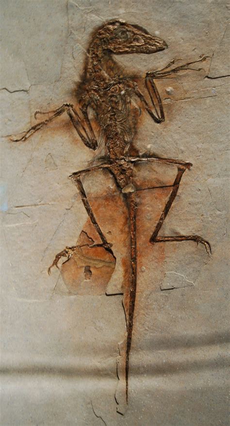 Синорнитозавр | это... Что такое Синорнитозавр?