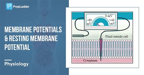 Resting Membrane Potential The Resting Membrane Potential Is The