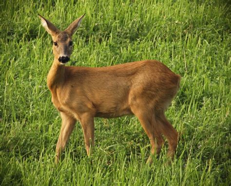 Mlada Srnka Poľovnícka Fotografia Fotka Poľovnícke Foto 72627 Lovuzdar Sk By Doduin