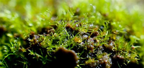 Moss Protonema