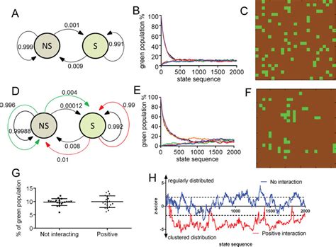 features of spatially interacting markov chain processes a c model