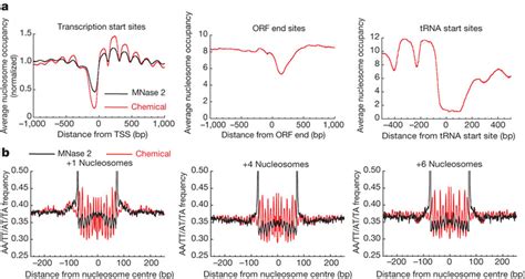 Genome Wide Features Of Nucleosome Positionsa Genome Wide Average Download Scientific Diagram