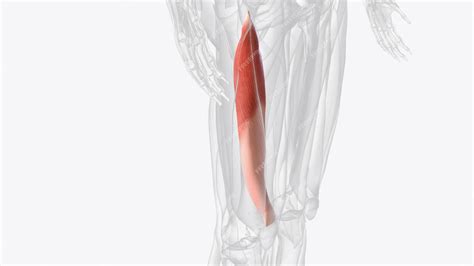 Premium Photo The Vastus Intermedius Is An Anterior Thigh Muscle Part Of The Quadriceps Femoris