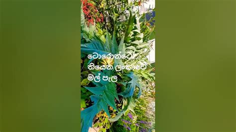 ටොරොන්ටෝ තියෙන ලංකාවේ මල් පැල වර්ග වල අපුරුව Youtube