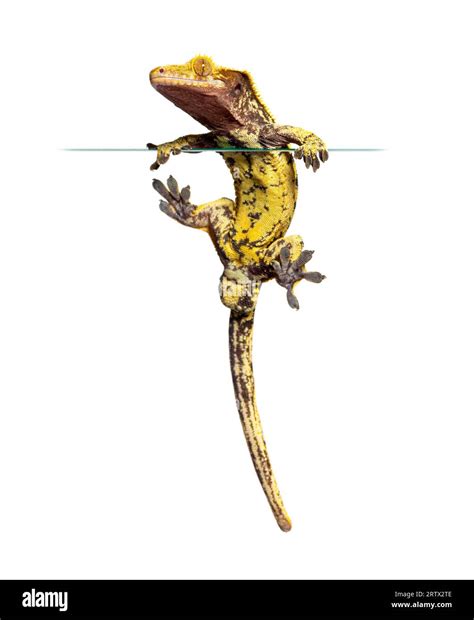 Bottom View Of A Crested Gecko Climbing A Window And Viewed Through The