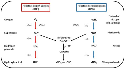 Reactive Oxygen And Nitrogen Species Production In Mammalian Cells Download Scientific Diagram