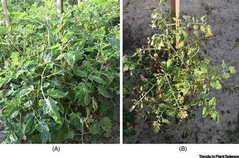 Tomato Leaf Curl Palampur Virus At Kathleen States Blog