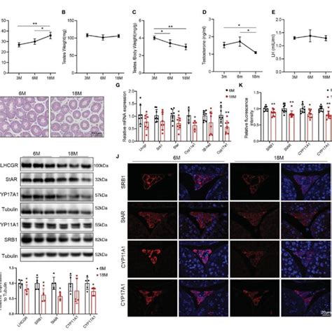 General Features And Testosterone Synthesis Of Young And Aged Mice A Download Scientific