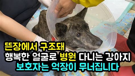 행복한 얼굴로 병원 다니는 호구 한 마리 하지만 보호자는 억장이 무너집니다 Youtube