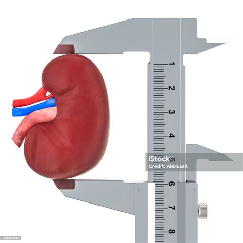 버 니 어 캘리퍼스와 인간 신장입니다 연구 및 신장 개념 3d에 고립 된 흰색 배경 렌더링의 진단 3차원 형태에 대한 스톡 사진 및 기타 이미지 Istock