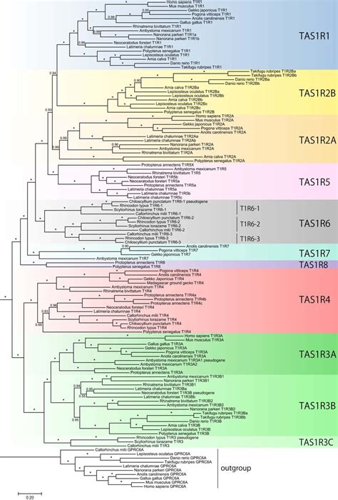 Bayesian Tree Of Tas1r Members Identified For 21 Vertebrates Bayesian