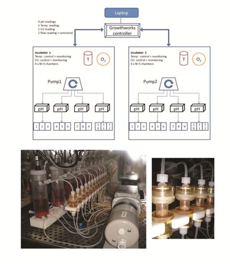 Table 3 1 From Development Of A Perfusion Bioreactor Strategy For Human Adipose Derived Stem
