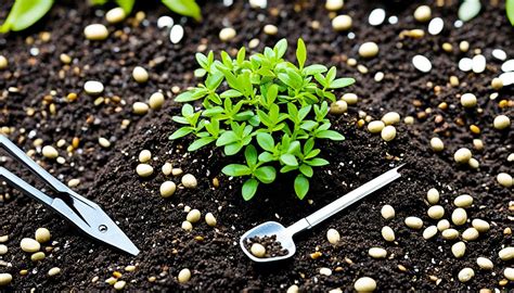 How To Grow Bonsai Tree From Seeds A Complete Guide