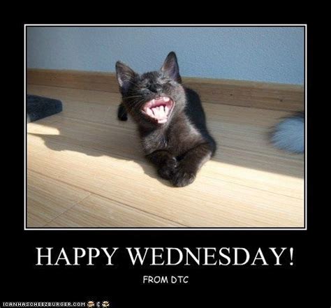 Lol By Dedicated To Cats Picture Via Cheezburger Wednesday Memes