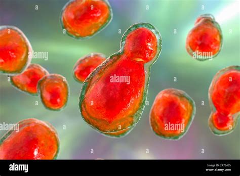 Cryptococcus Neoformans Fungus Computer Illustration C Neoformans Is A Yeast Like Fungus That