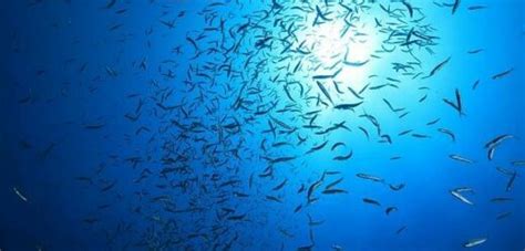 Earths Oceans Move When Fish Have Sex Helping To Circulate Nutrients