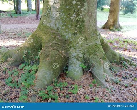 Tree Foot Stock Image Image Of Tree Green Foot 115478607