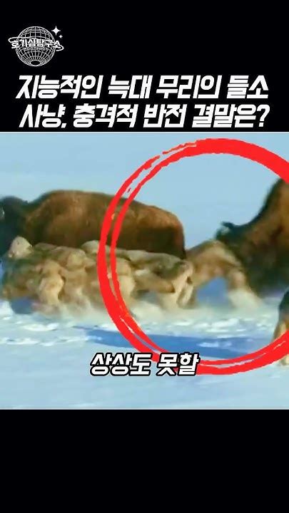 지능적인 늑대 무리의 들소 사냥 충격적 반전 결말은 Youtube