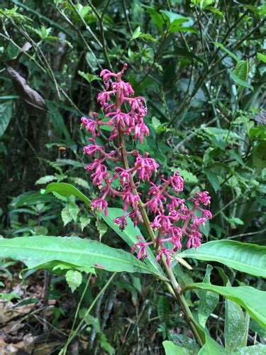 Genus Parathesis · Inaturalist United Kingdom