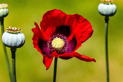 양귀비 꽃 새싹 붉은 양 귀 Pixabay의 무료 사진 양귀비 꽃 새싹 붉은 양 귀 Pixabay의 무료 사진