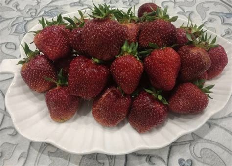 Добрый день Предлагаю усы клубники окс сорта Рубиновый кулон Купчиха цена 20 рублей за