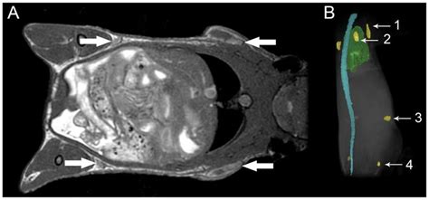 Location Of Lymph Nodes Within The Mouse Body A Whole Mouse Body Download Scientific Diagram