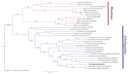 Phylogenetic Trees Derived From The Bayes Approaches Based On Download Scientific Diagram