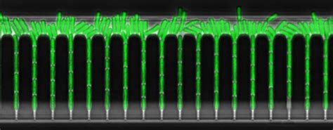 Cyanobacterium Synechococcus Elongatus In Green Mother Machine [image] Eurekalert Science