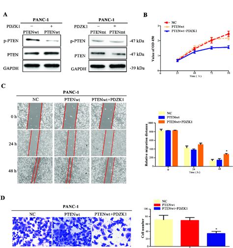 Pdzk1 Regulates Pten Phosphorylation Via Interacting With Wild Type