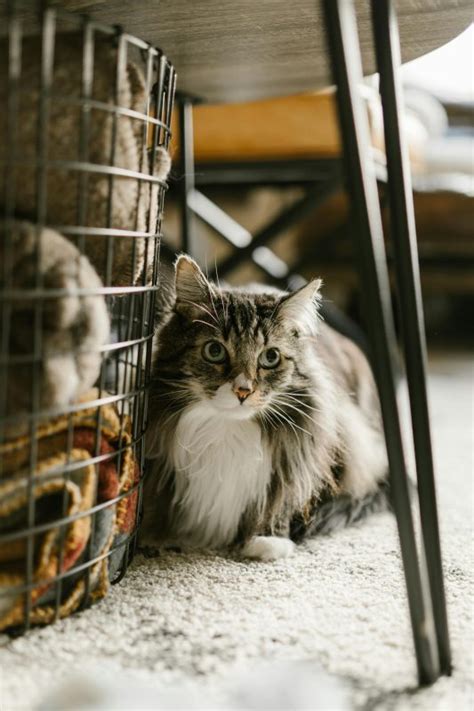 The Complete Guide To Population Characteristics And Neuter Status In U